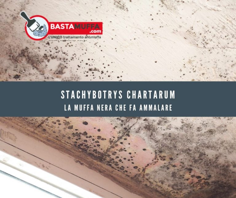 Qual è la muffa nera più diffusa e come combatterla