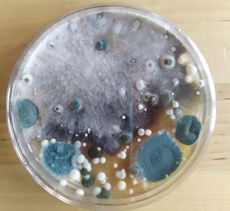 Tipi di muffe: come riconoscerle e sconfiggerle! | Bastamuffa