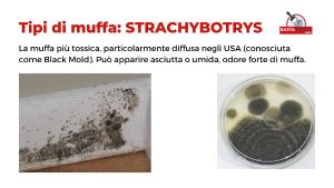 Tipi di muffe: come riconoscerle e sconfiggerle! | Bastamuffa