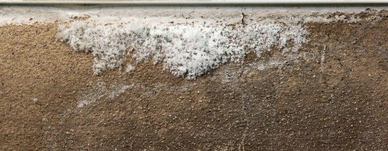 Efflorescenze saline, cosa sono e come distinguerle dalla muffa?